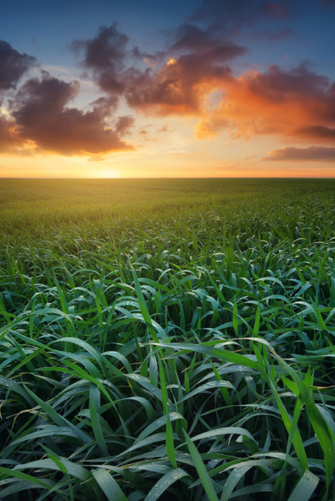 Agricultural Loans | Private Capital Investors